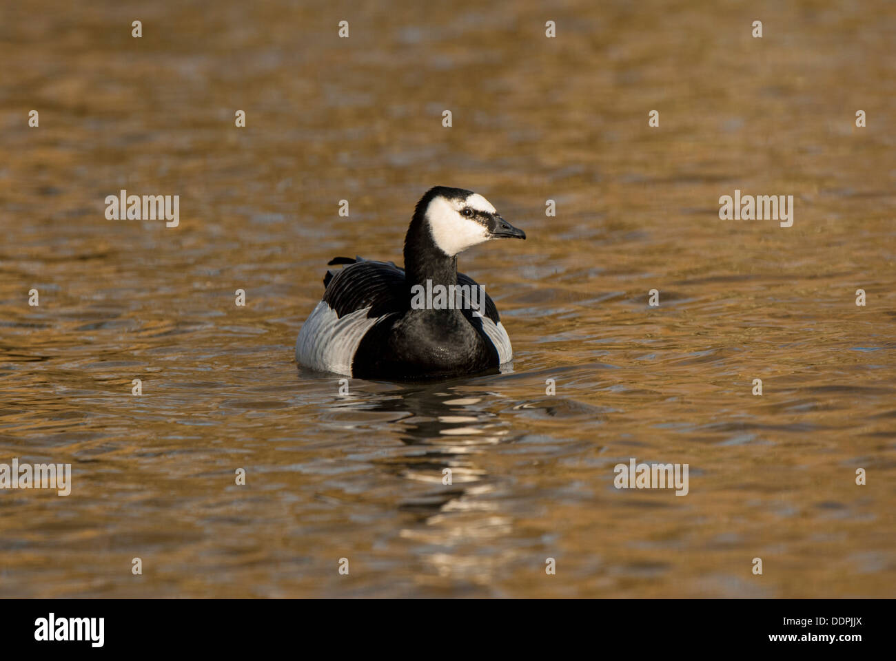 Barnacle Goose on Water Stock Photo - Alamy