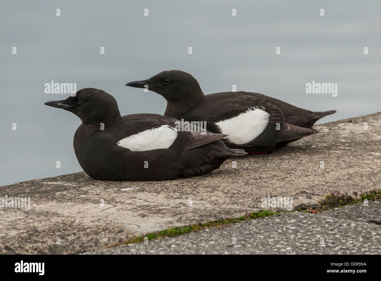A pair of Black Guillemot resting on quay edge Stock Photo - Alamy