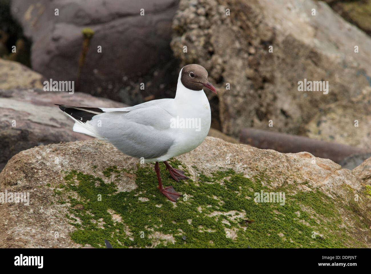 Black headed gulls farne islands hi-res stock photography and images ...