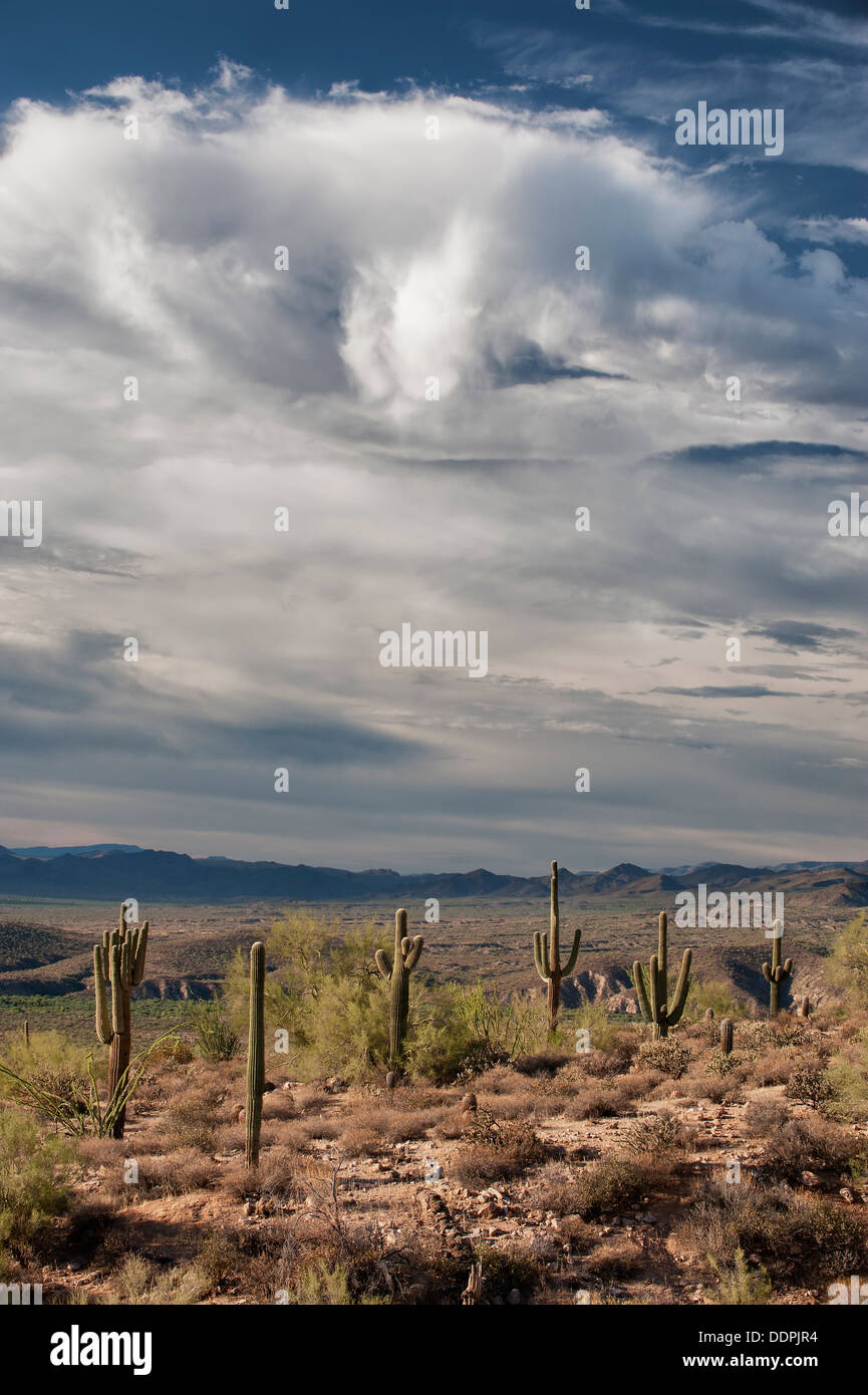 Rain storm desert hi-res stock photography and images - Alamy