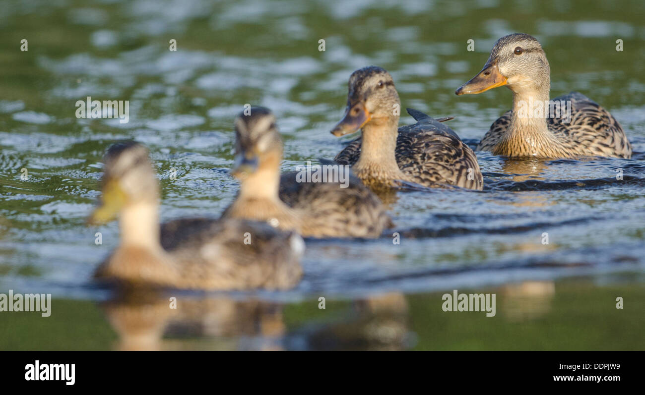 Female Mallards swimming in a line Stock Photo - Alamy