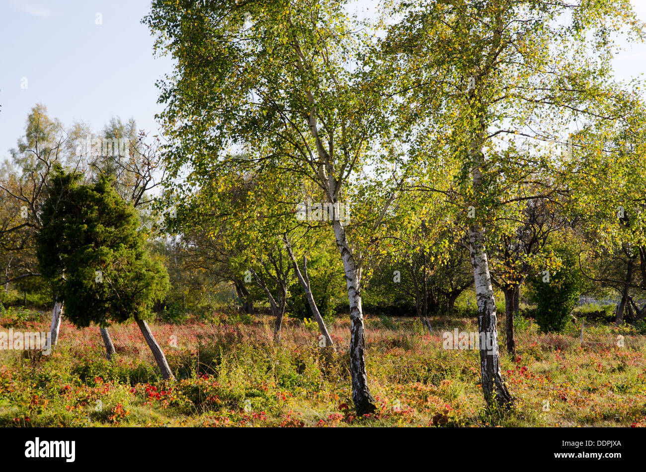 Fall birches hi-res stock photography and images - Alamy