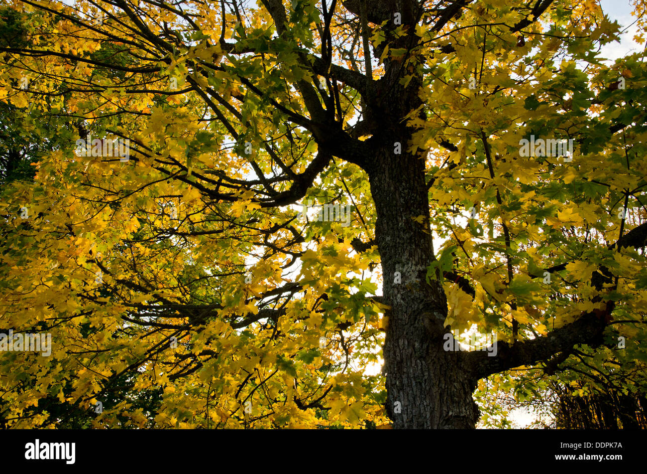 Autumn tree colors hi-res stock photography and images - Alamy
