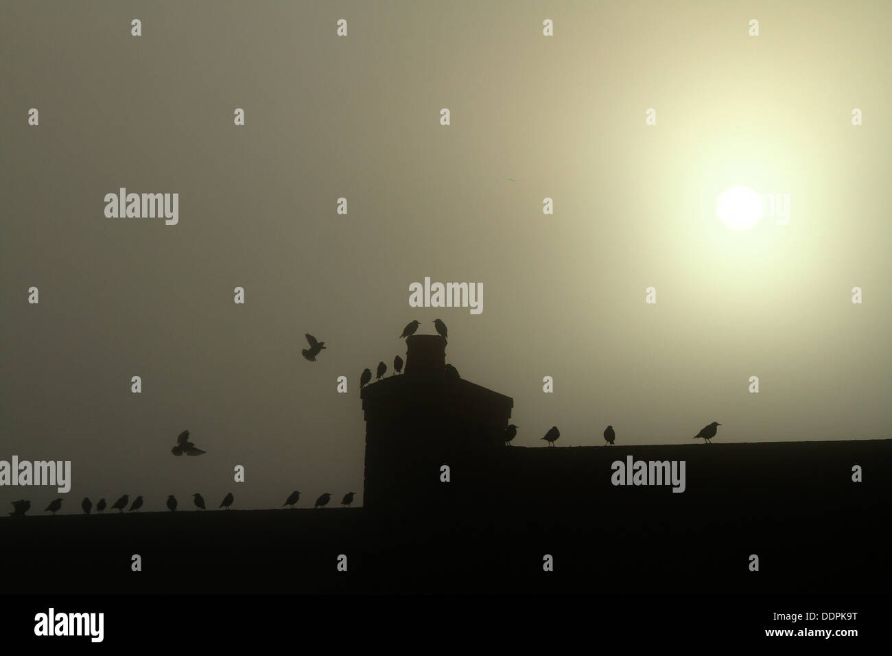 Peterborough, Cambridgeshire, UK. 5th September 2013. Birds gather on a ...