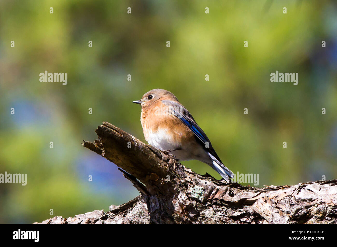 Bluebird in pine tree hi-res stock photography and images - Alamy