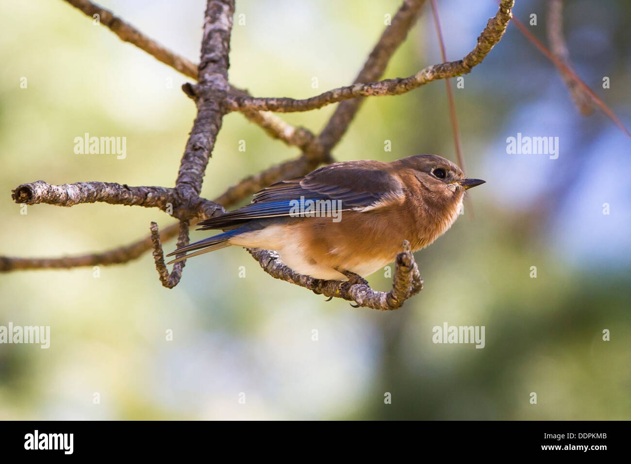 Bluebird in pine tree hi-res stock photography and images - Alamy
