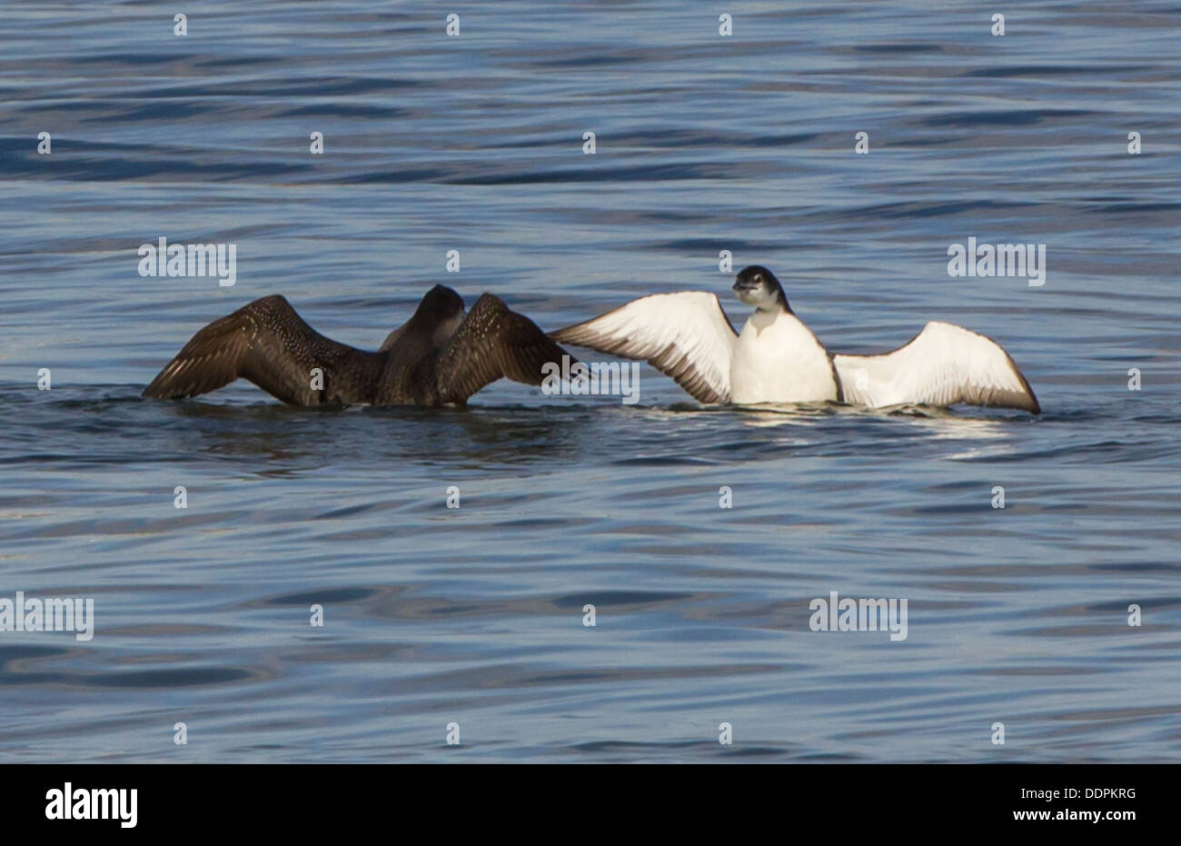 Common loons performing a territorial display Stock Photo - Alamy