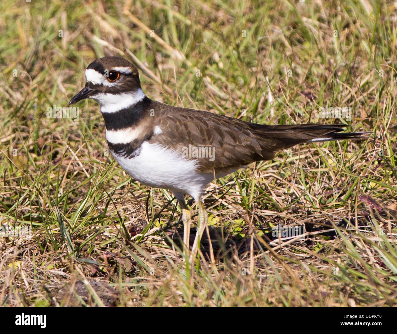 Killdeer bird hi-res stock photography and images - Alamy