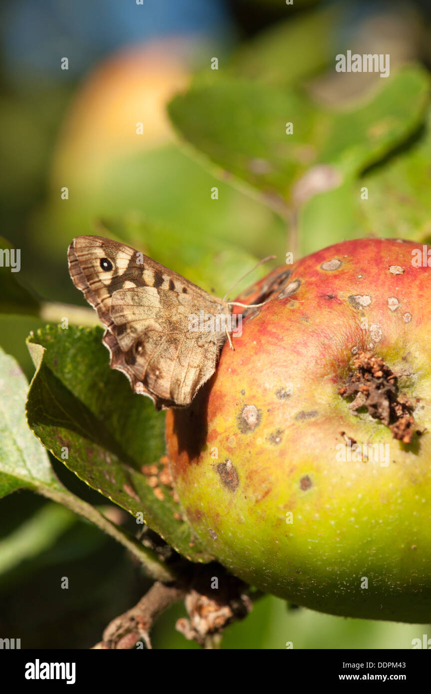 Butterfly closed wings hi-res stock photography and images - Alamy
