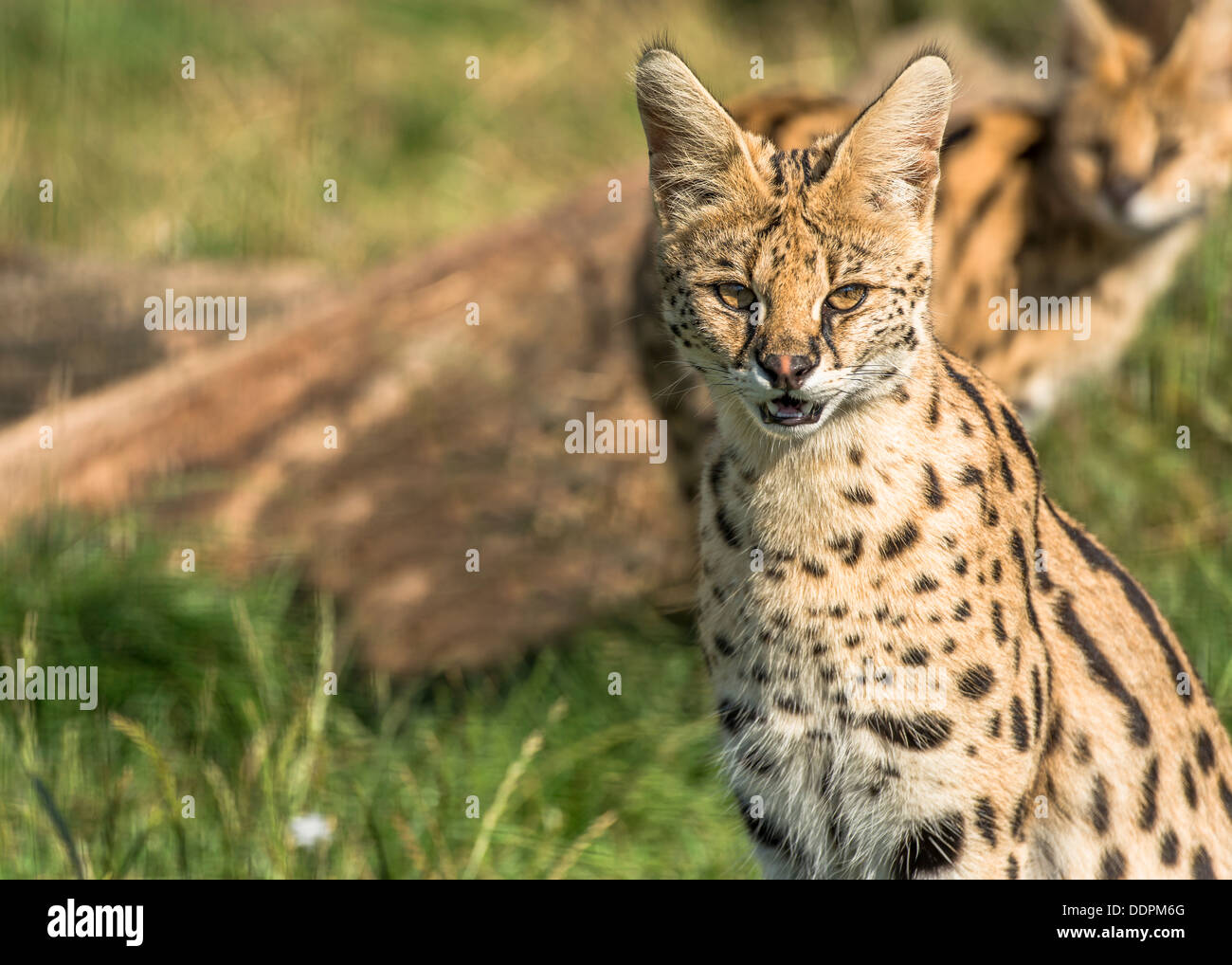 Serval Cat Tree High Resolution Stock Photography and Images - Alamy
