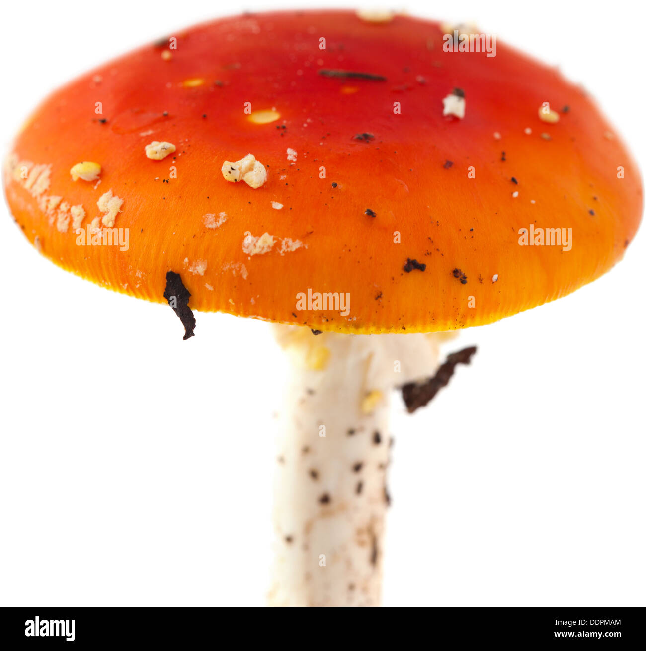 fly agarin isolated on white background Stock Photo - Alamy