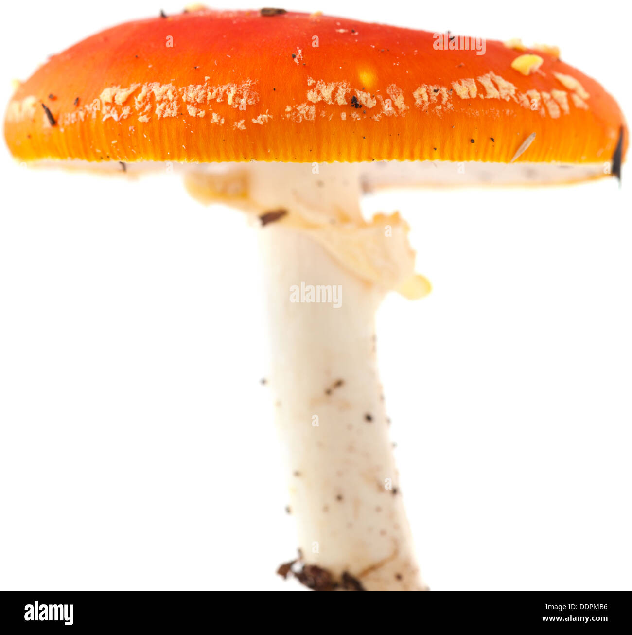 fly agarin isolated on white background Stock Photo - Alamy