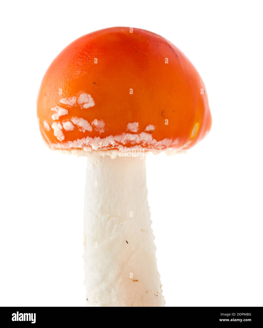 fly agarin isolated on white background Stock Photo - Alamy