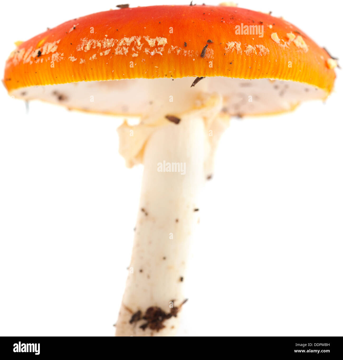 fly agarin isolated on white background Stock Photo - Alamy