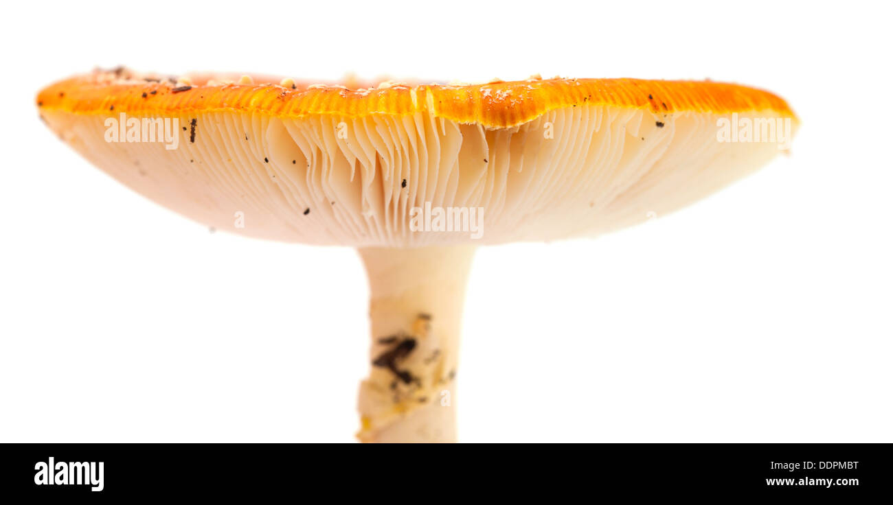 fly agarin isolated on white background Stock Photo - Alamy