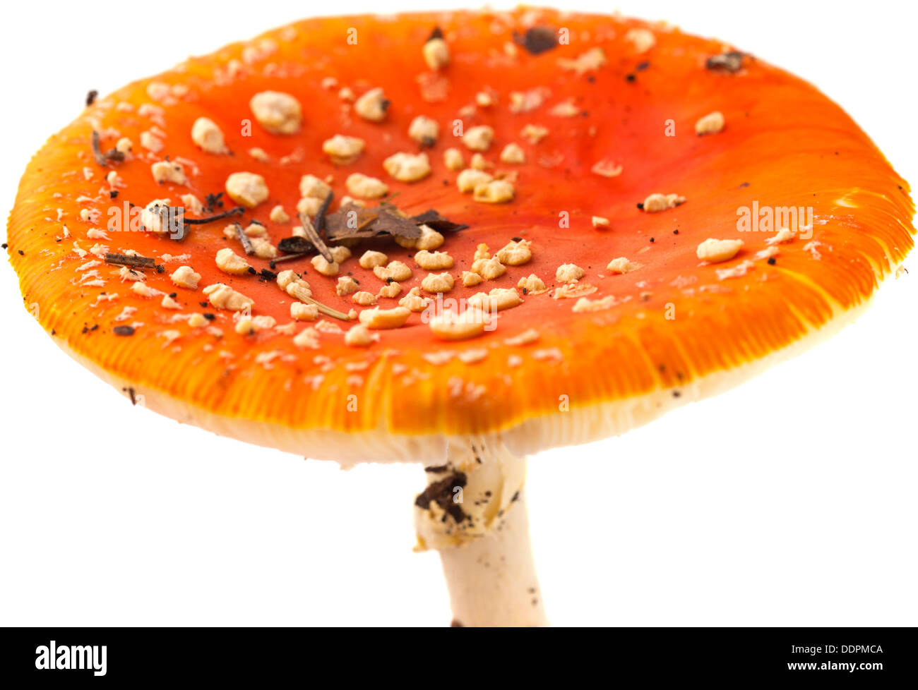 fly agarin isolated on white background Stock Photo - Alamy