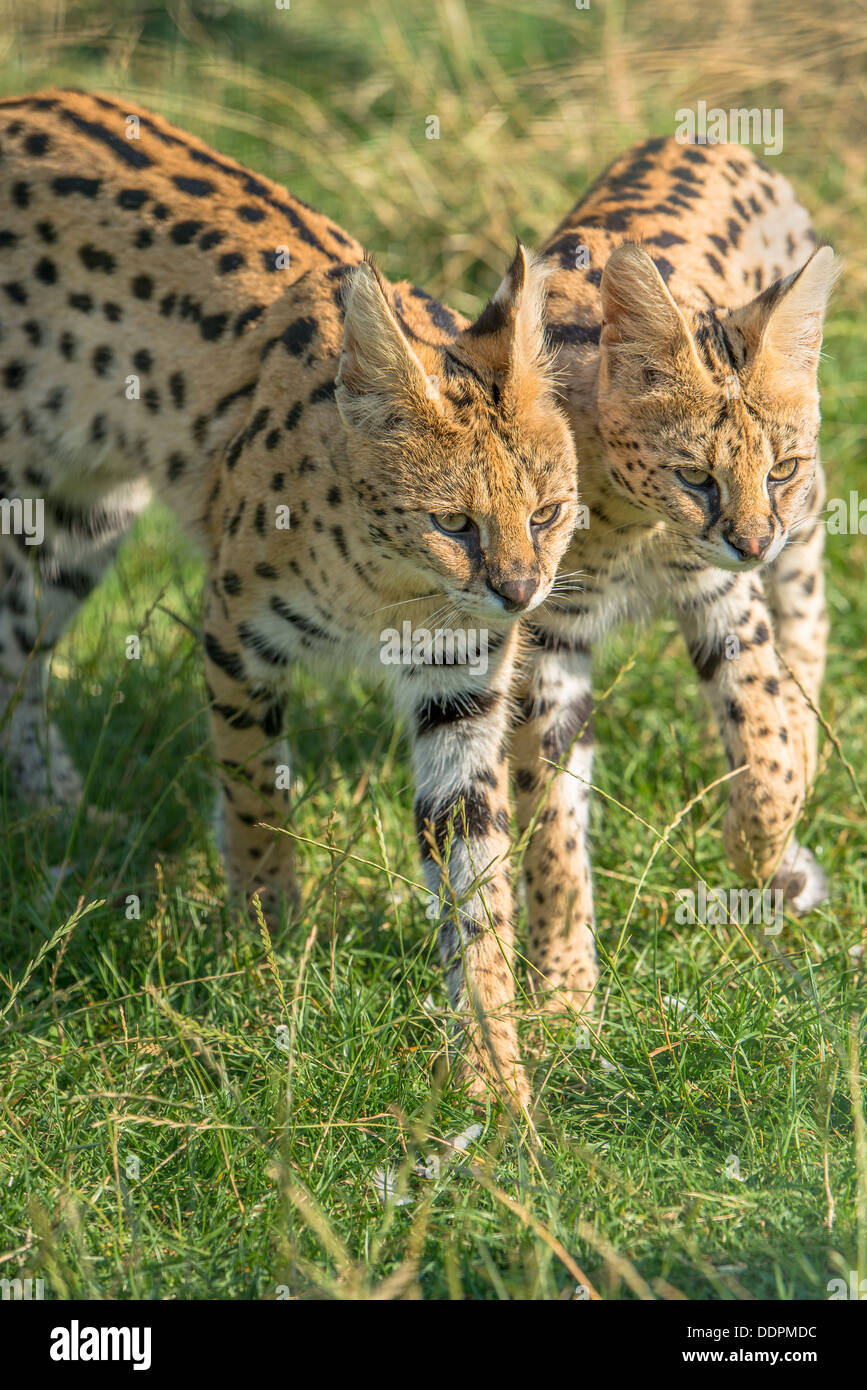 Two Servals (Leptailurus serval Stock Photo - Alamy
