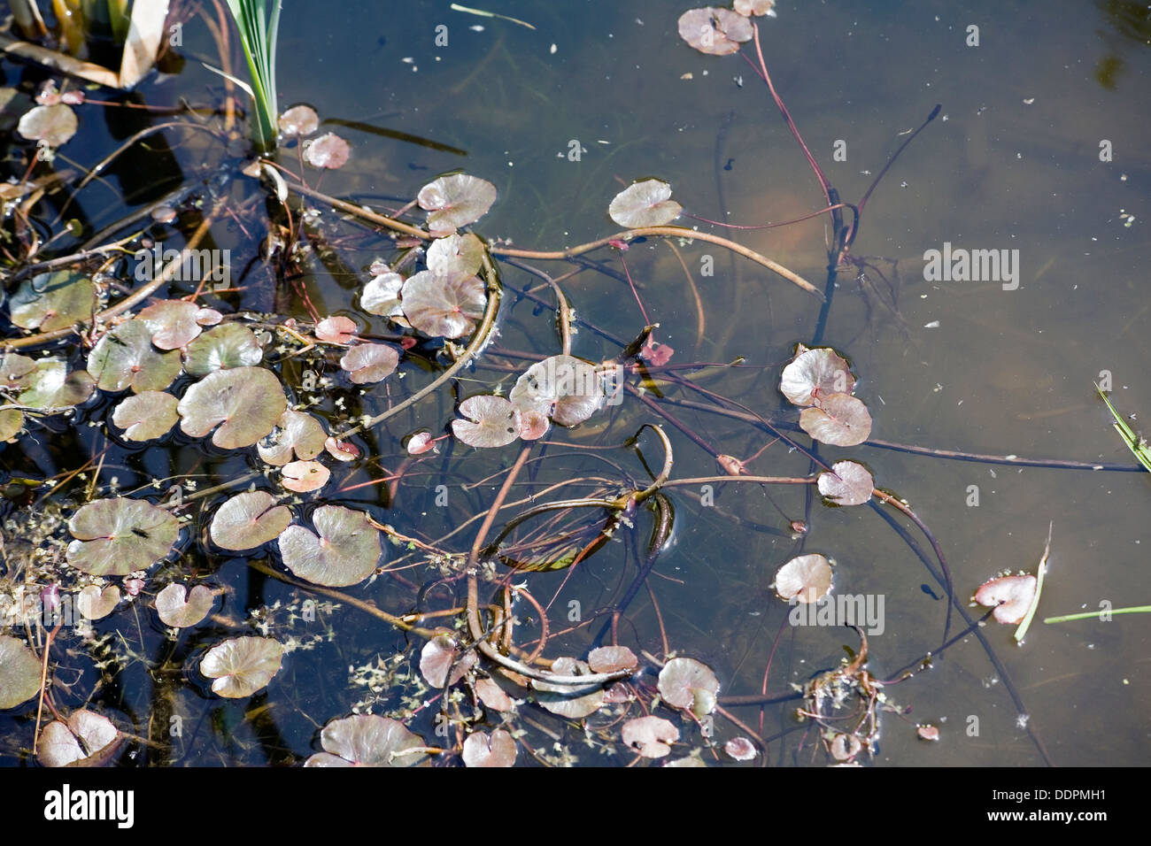 Fringed Water-Lily floating in a small pond Jackson's Brick Works ...