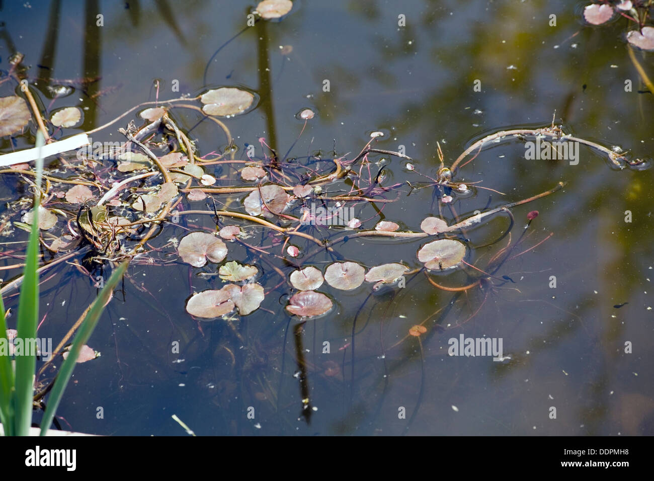 Fringed Water-Lily floating in a small pond Jackson's Brick Works ...