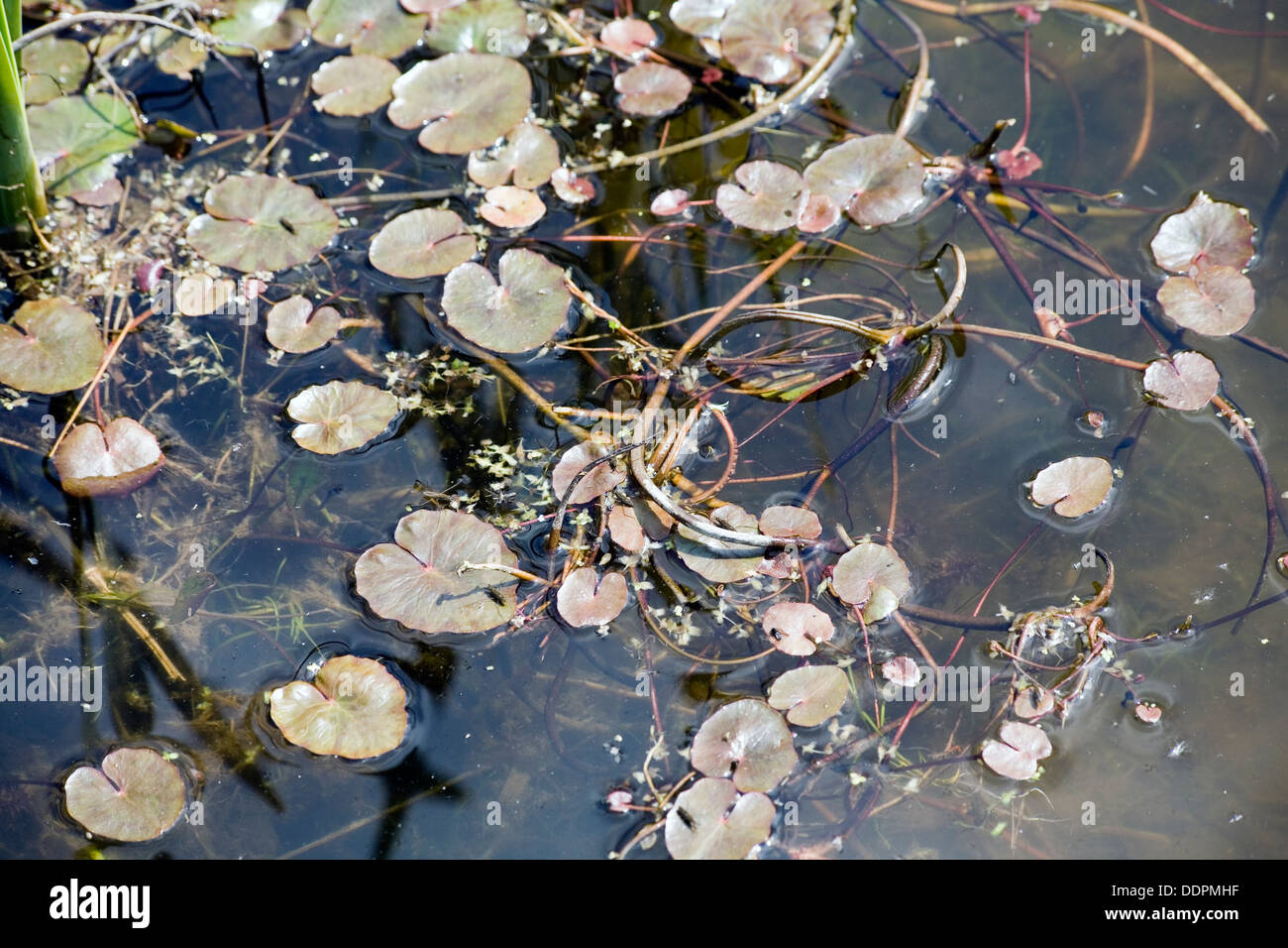 Fringed Water-Lily floating in a small pond Jackson's Brick Works ...