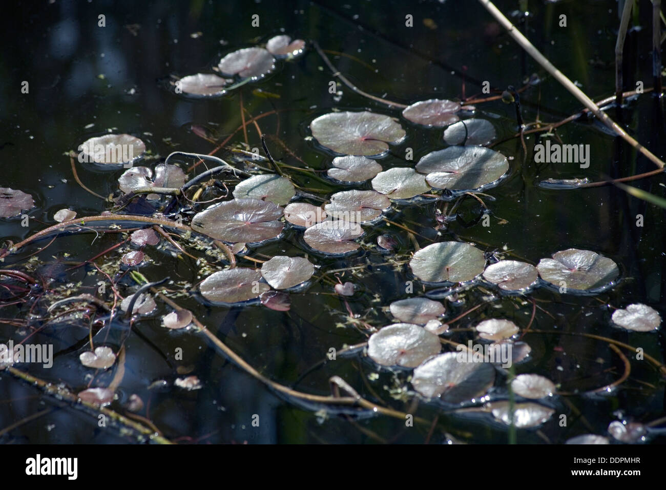Fringed Water-Lily floating in a small pond Jackson's Brick Works ...