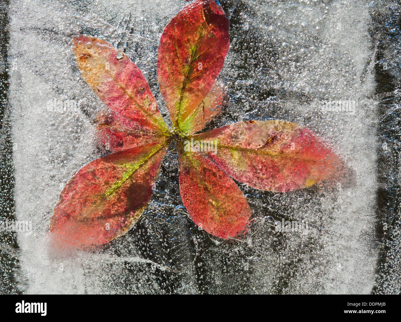 icy plants - flora frozen into ice, autumn changing into winter concept ...