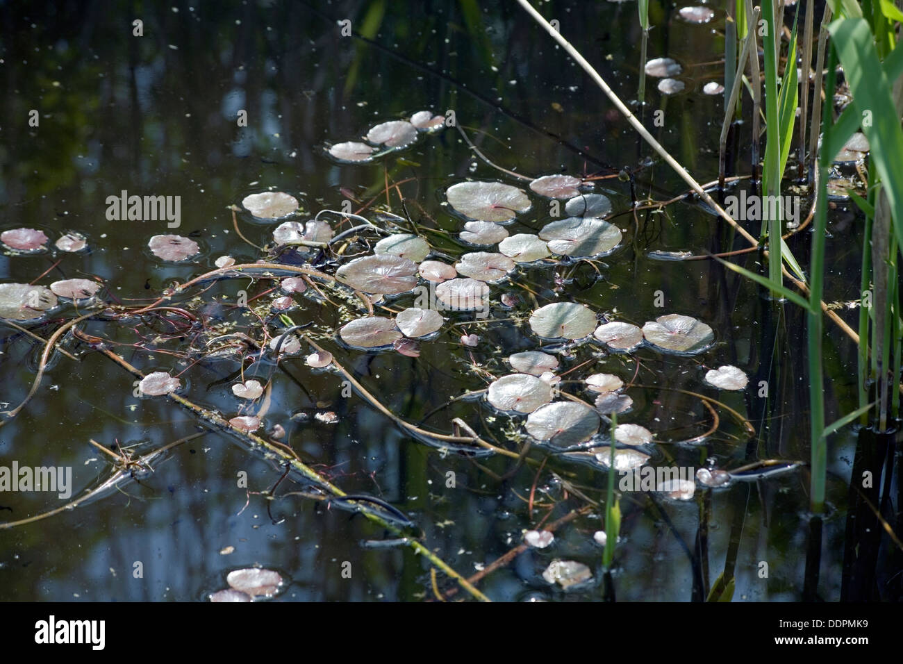 Fringed Water-Lily floating in a small pond Jackson's Brick Works ...