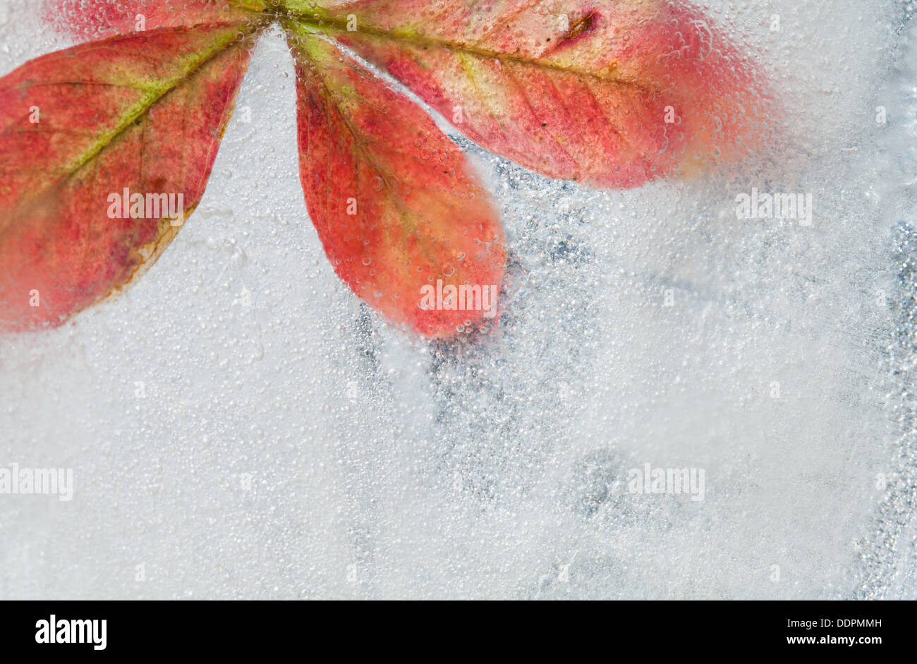icy plants - flora frozen into ice, autumn changing into winter concept ...