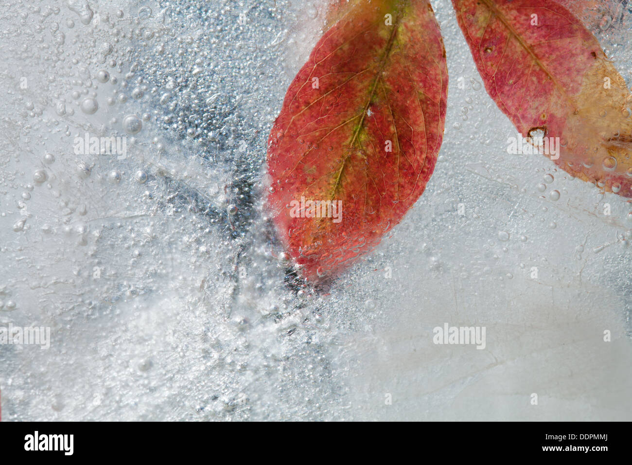 icy plants - flora frozen into ice, autumn changing into winter concept ...