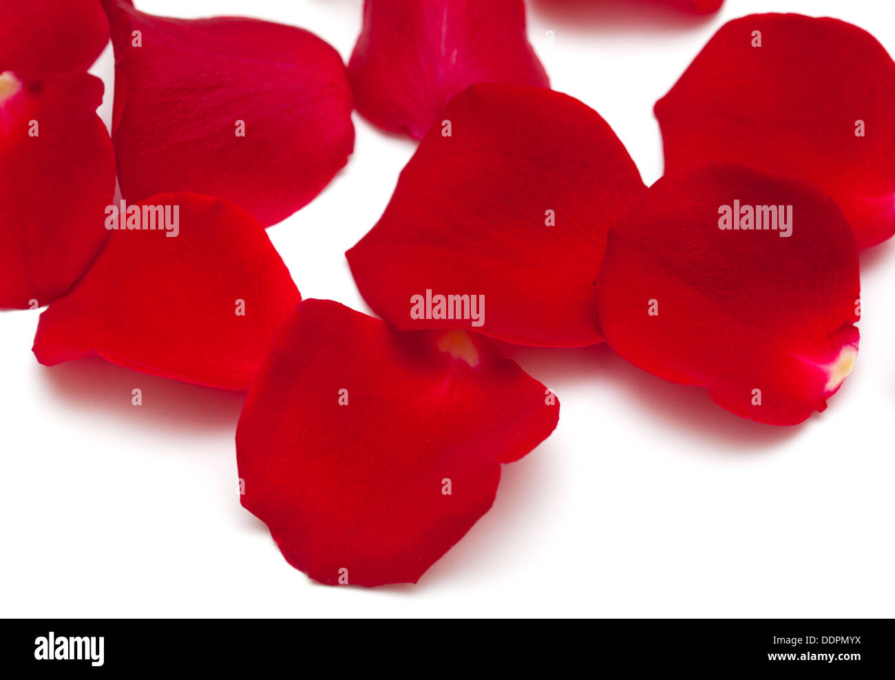 red rose petals background Stock Photo - Alamy