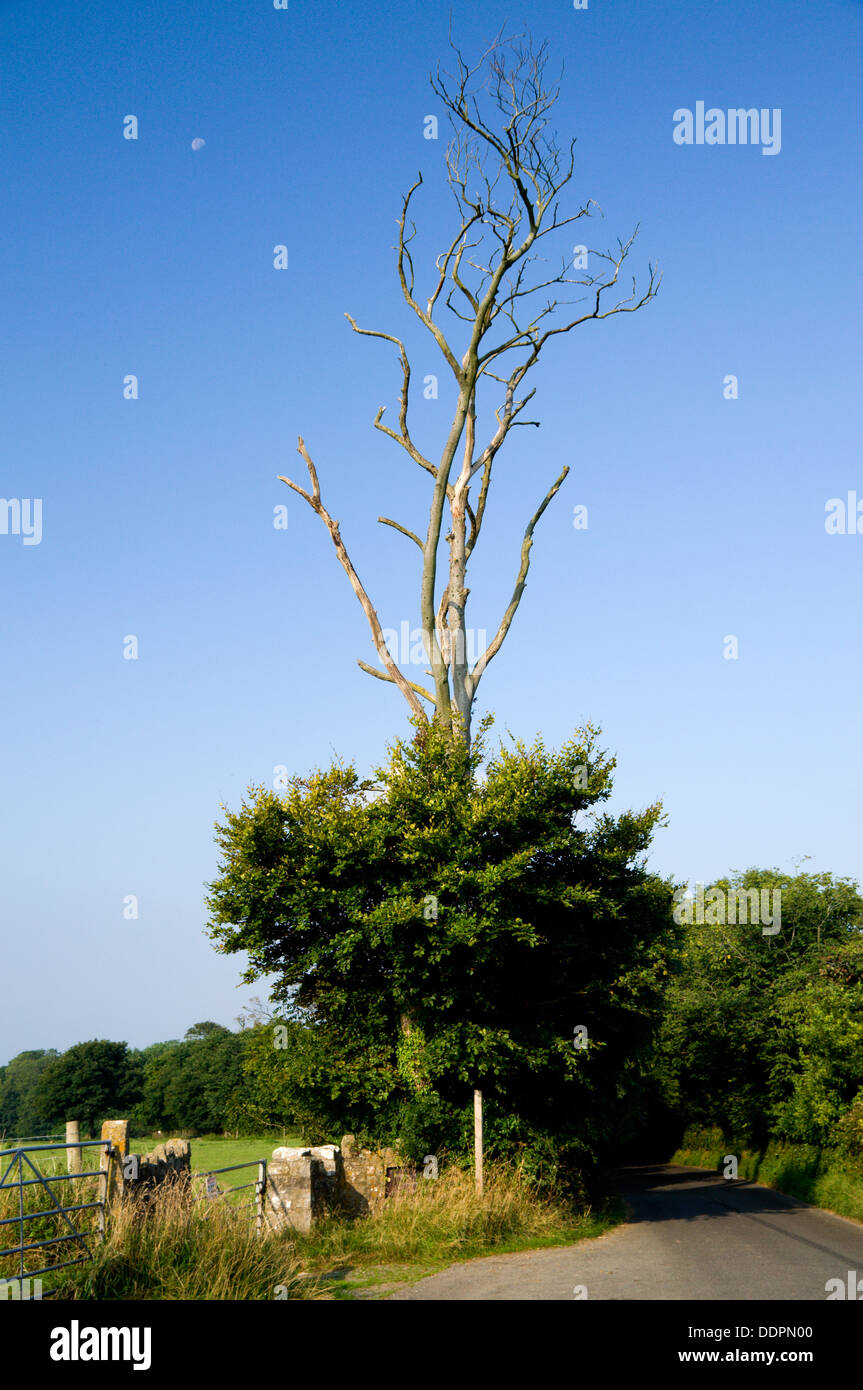 Dead dead tree hi-res stock photography and images - Alamy