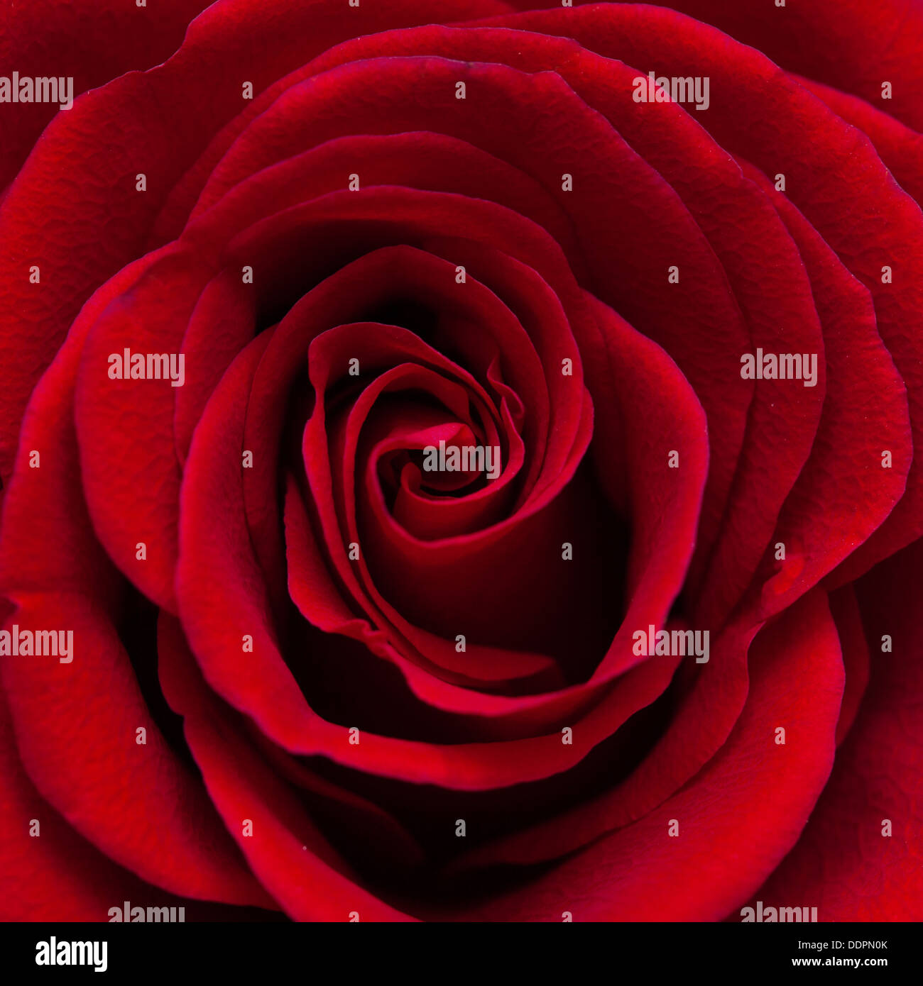 Roase hi-res stock photography and images - Alamy