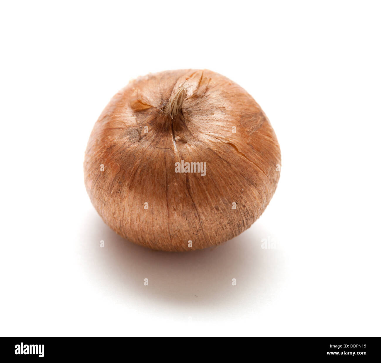 crocus bulb isolated on white background Stock Photo - Alamy