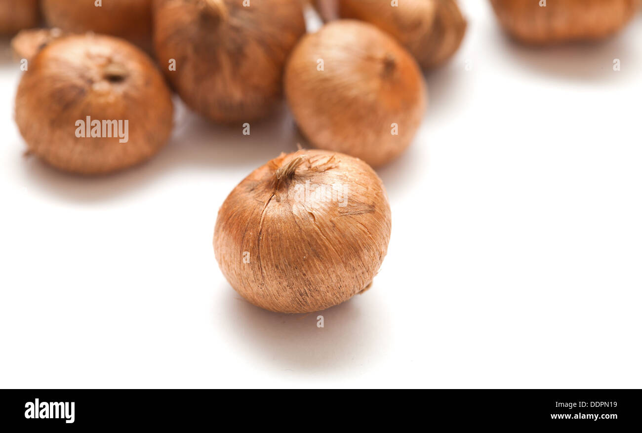 crocus bulb isolated on white background Stock Photo - Alamy