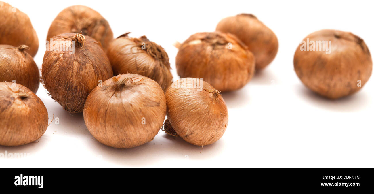 crocus bulb isolated on white background Stock Photo - Alamy