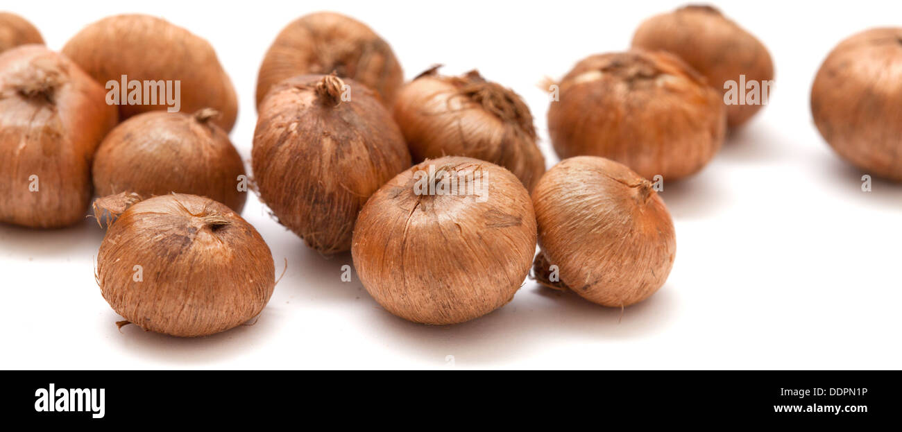 crocus bulb isolated on white background Stock Photo - Alamy