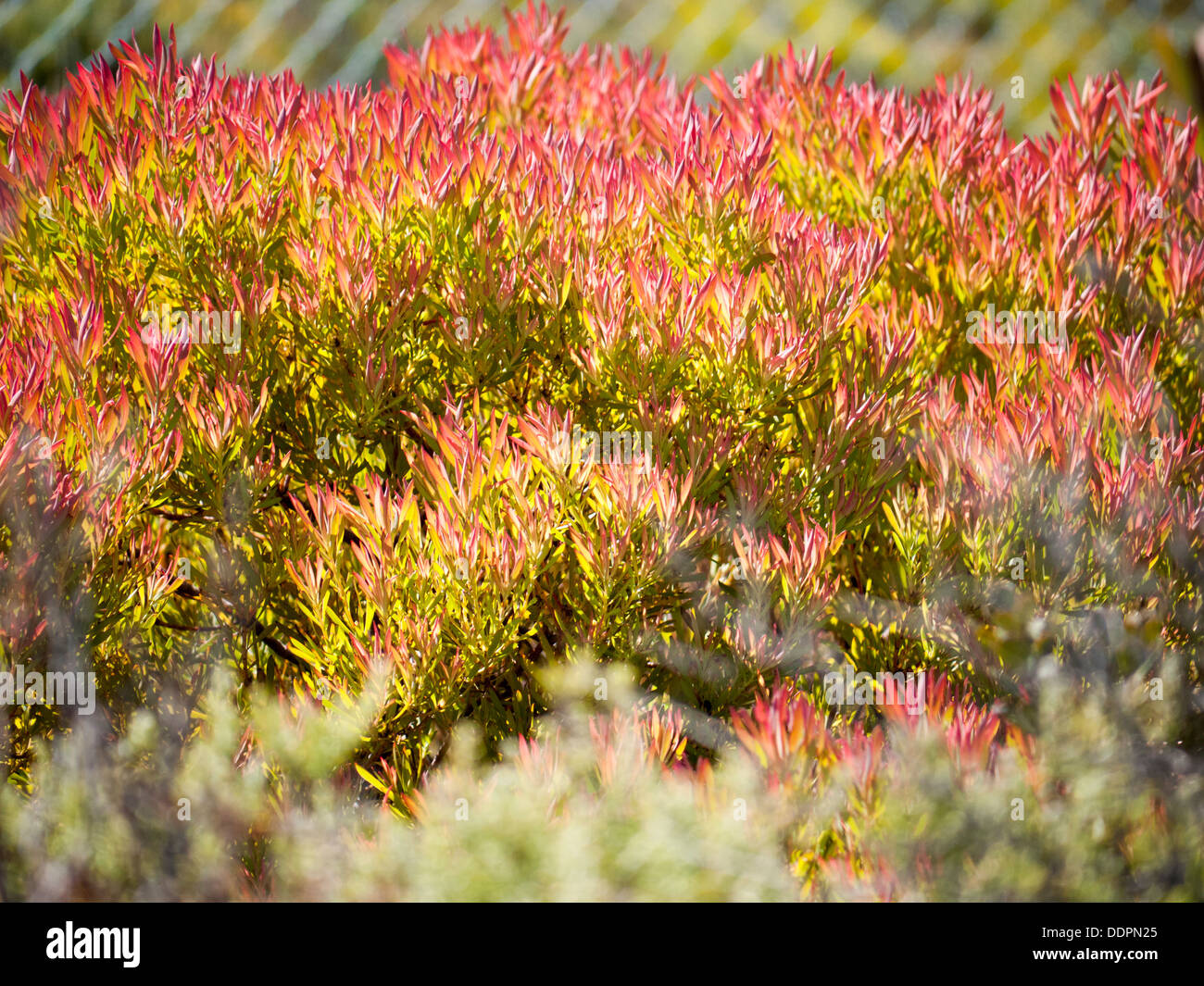 Vivid colours of Protea leaves Stock Photo - Alamy