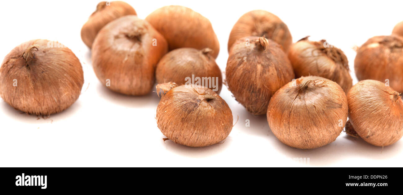 crocus bulb isolated on white background Stock Photo - Alamy