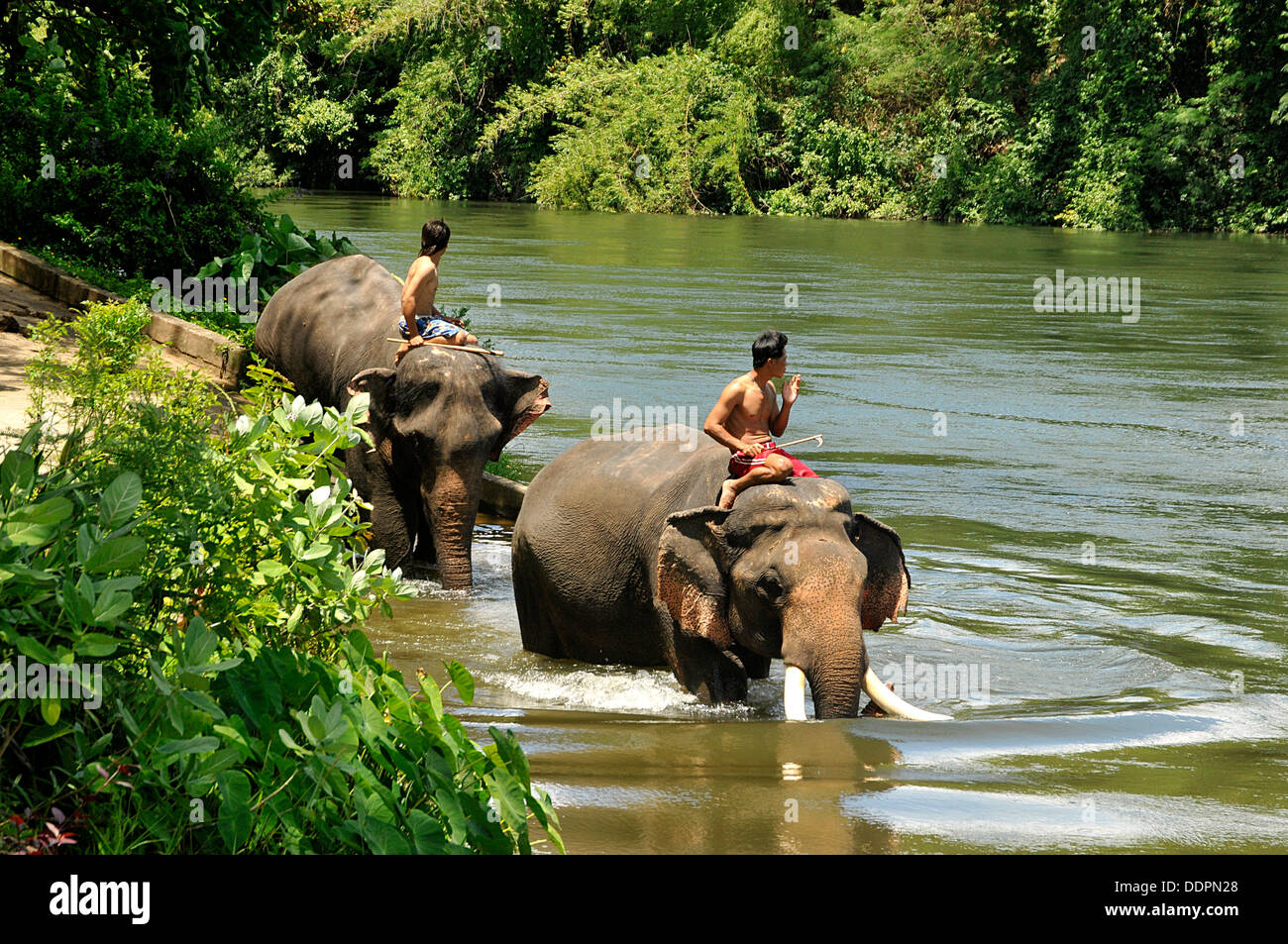 Thailand elephant ride hi-res stock photography and images - Alamy