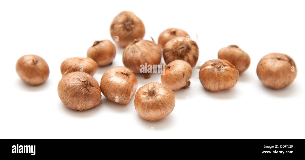 crocus bulb isolated on white background Stock Photo - Alamy