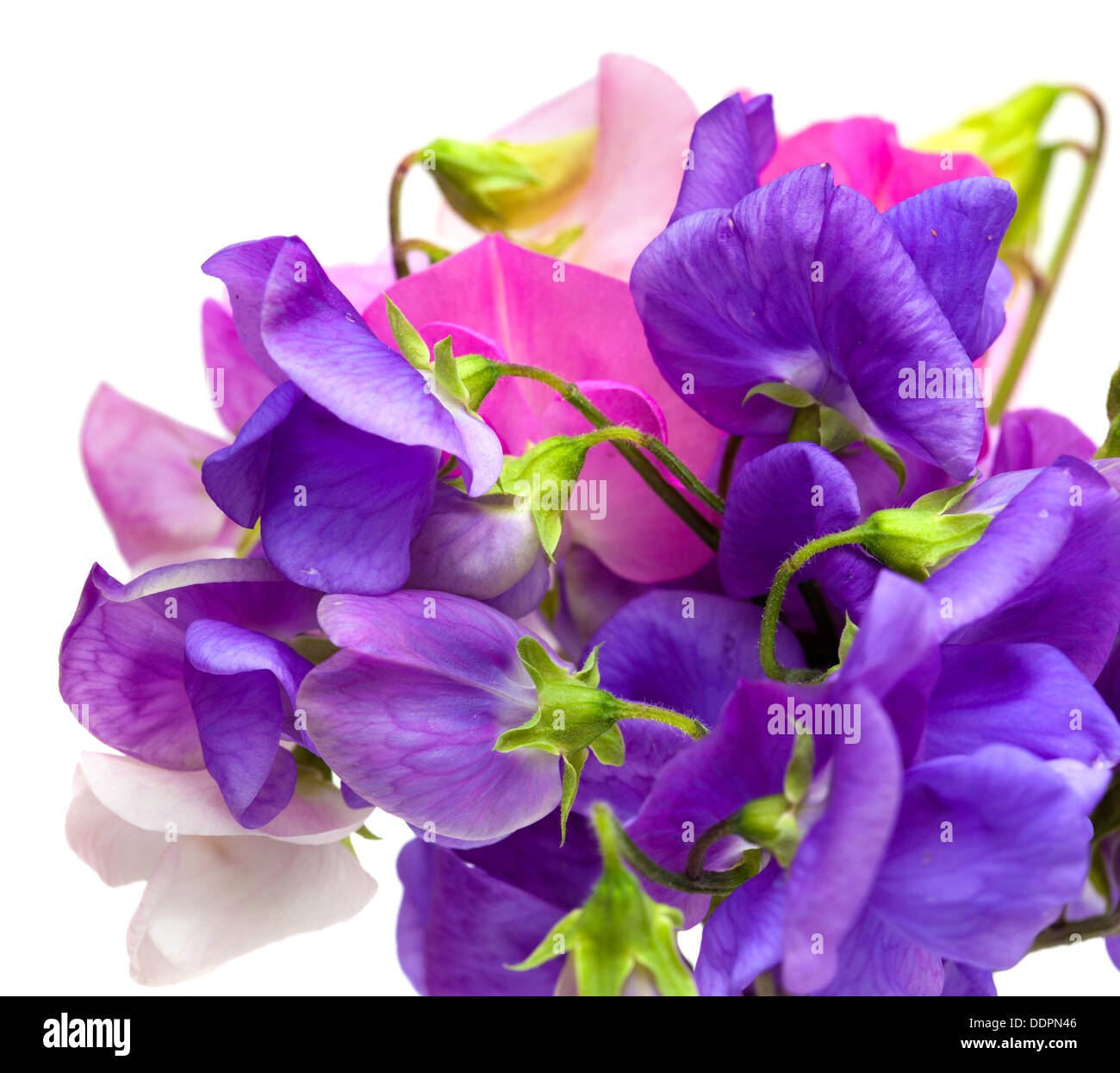 sweet pea flowers isolated on white Stock Photo - Alamy