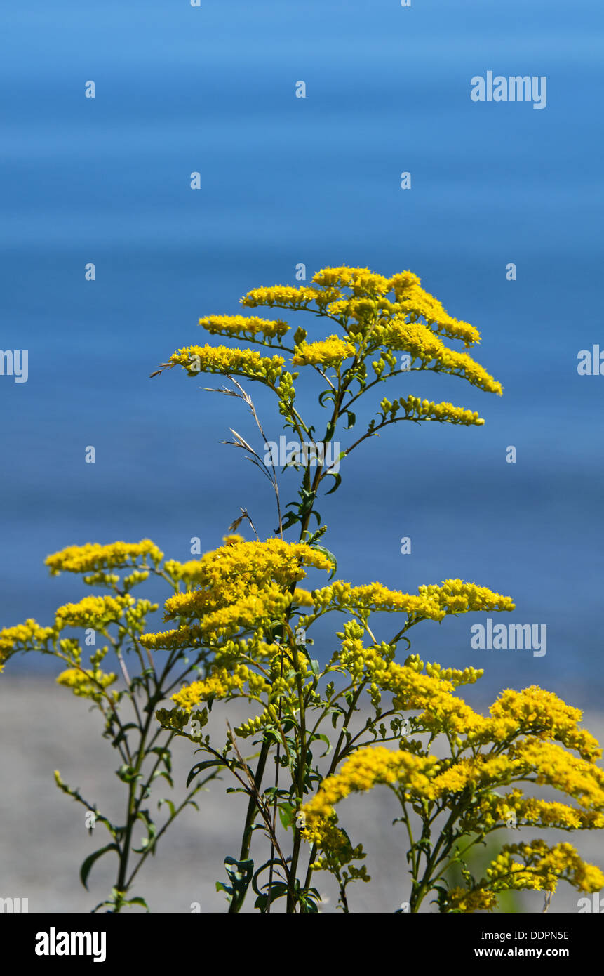 Seaside goldenrod hi-res stock photography and images - Alamy