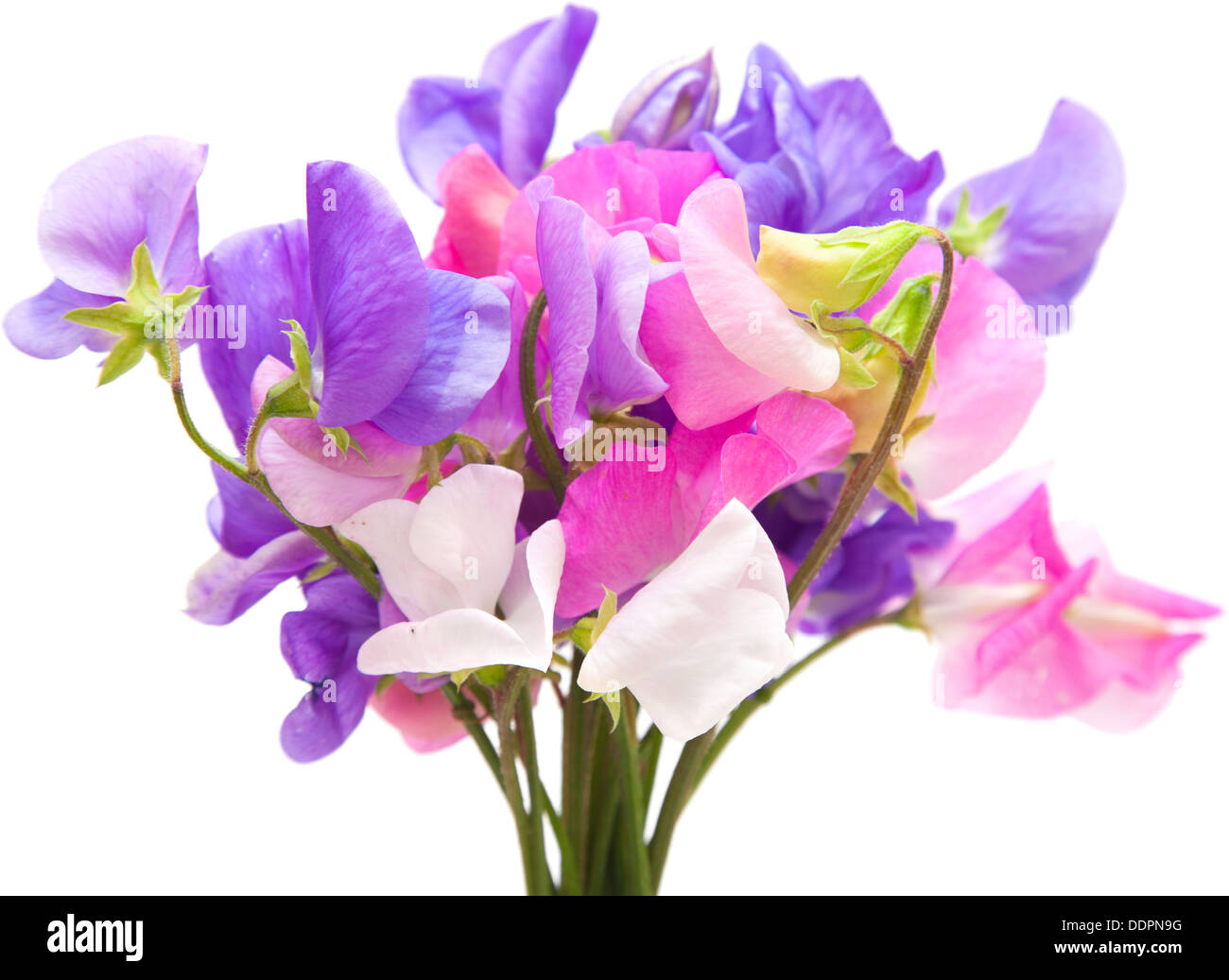 sweet pea flowers isolated on white Stock Photo - Alamy