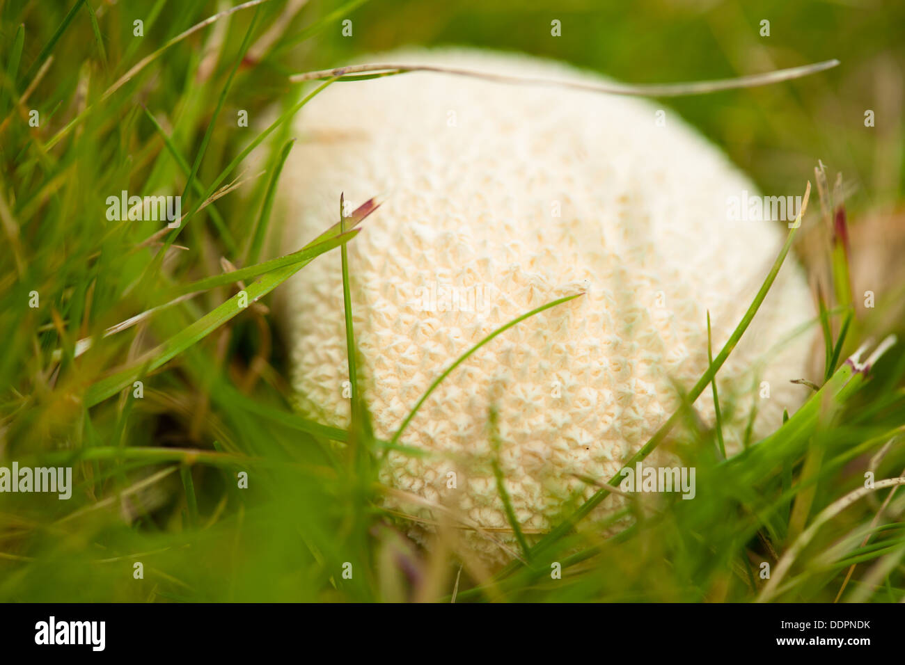 young puffball mushroom in green grass macro Stock Photo - Alamy
