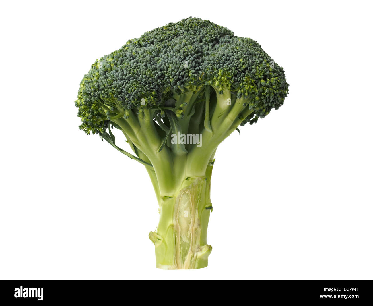 Broccoli Isolated on White Stock Photo - Alamy