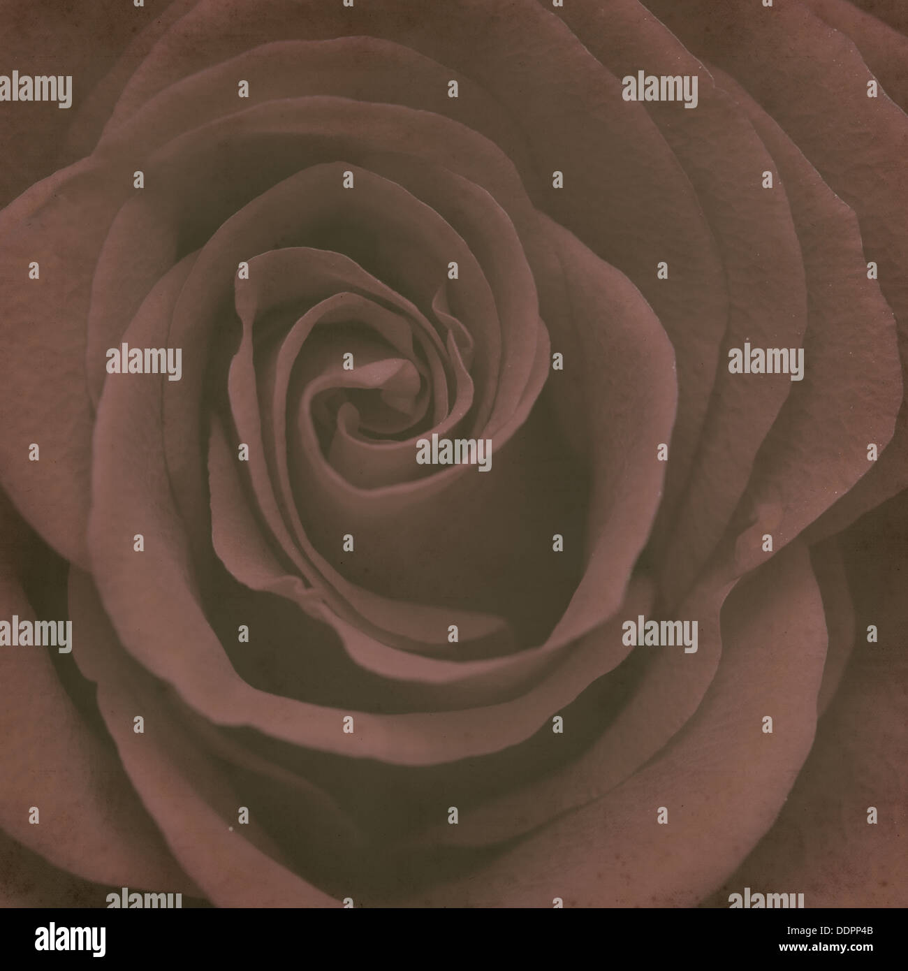 textured old paper background with red rose Stock Photo - Alamy