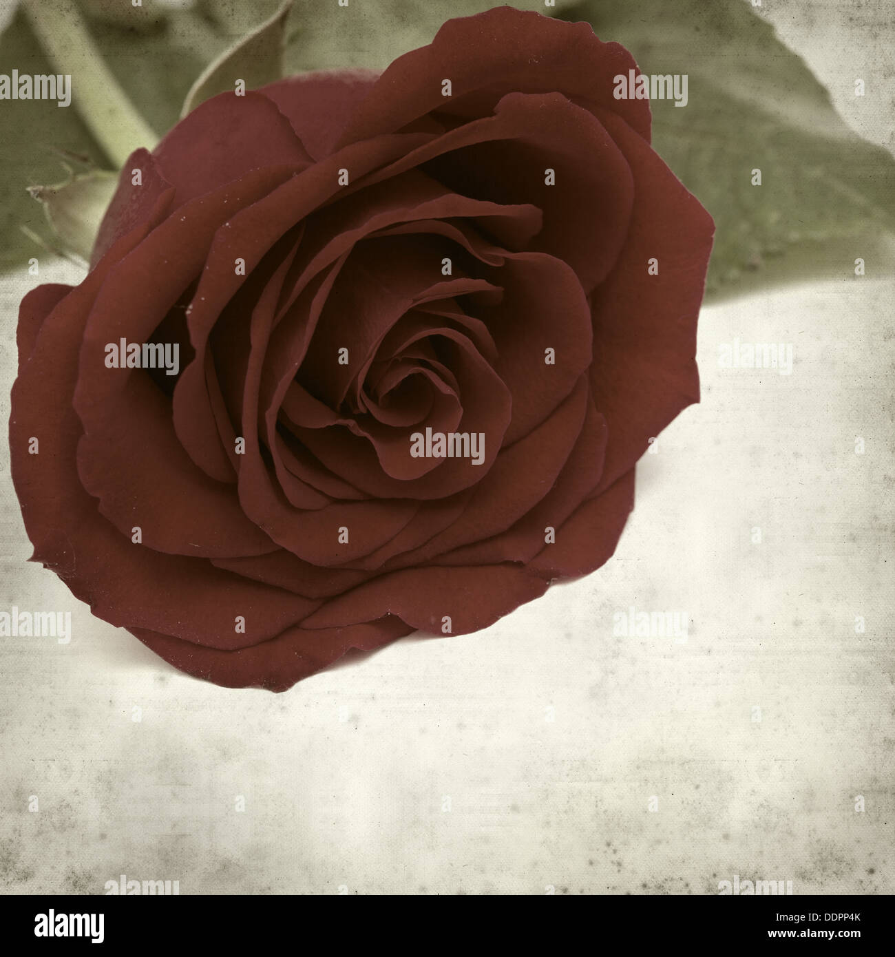 textured old paper background with red rose Stock Photo - Alamy
