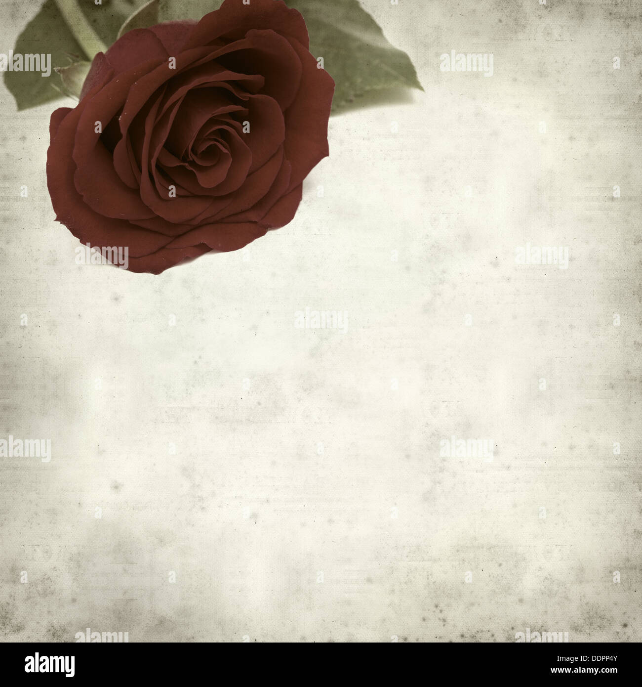 textured old paper background with red rose Stock Photo - Alamy