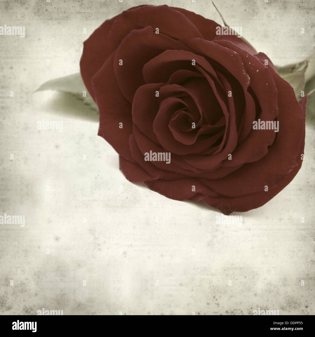 textured old paper background with red rose Stock Photo - Alamy