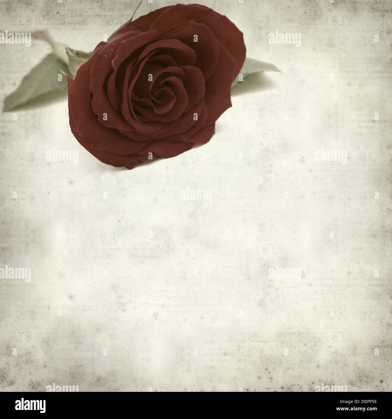 textured old paper background with red rose Stock Photo - Alamy